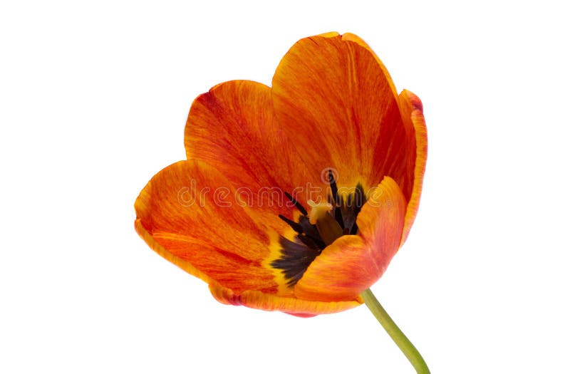 Tulip flower isolated stock image. Image of stem, tulip - 276442441