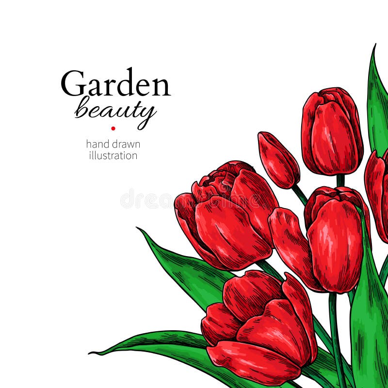 Tulip Flower and Leaves Drawing Border. Vector Hand Drawn Floral Frame ... Tulip Flower and Leaves Drawing Border. Vector Hand Drawn Floral Frame ...