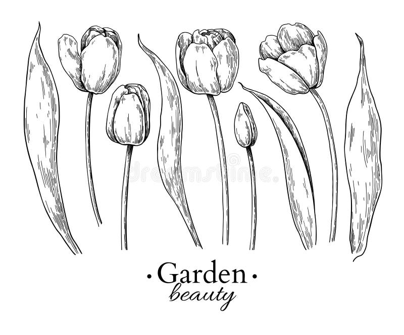 Iris Flower and Leaves Border Drawing. Vector Hand Drawn Engraved ... Iris Flower and Leaves Border Drawing. Vector Hand Drawn Engraved ...