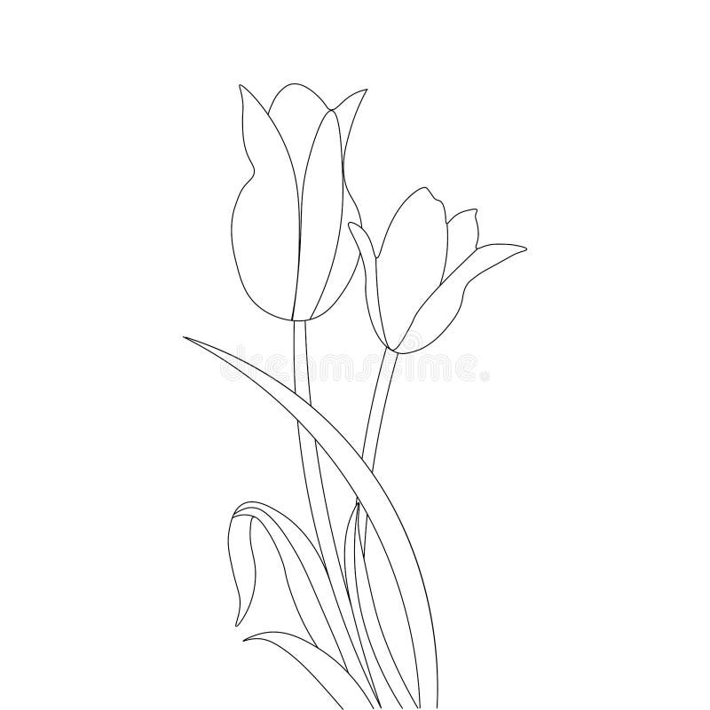 Tulip Flower Line Drawing of Black Design Coloring Page Vector Graphic ...