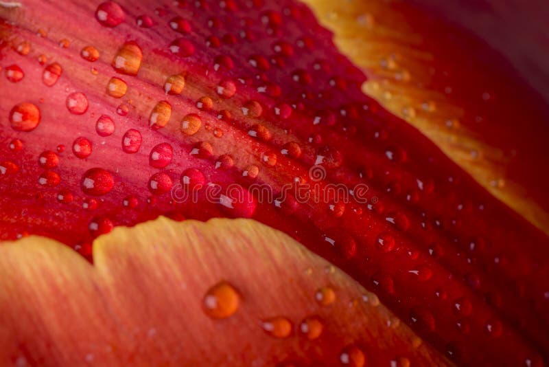 Tulip flower macro drop stock image. Image of flower - 112389165