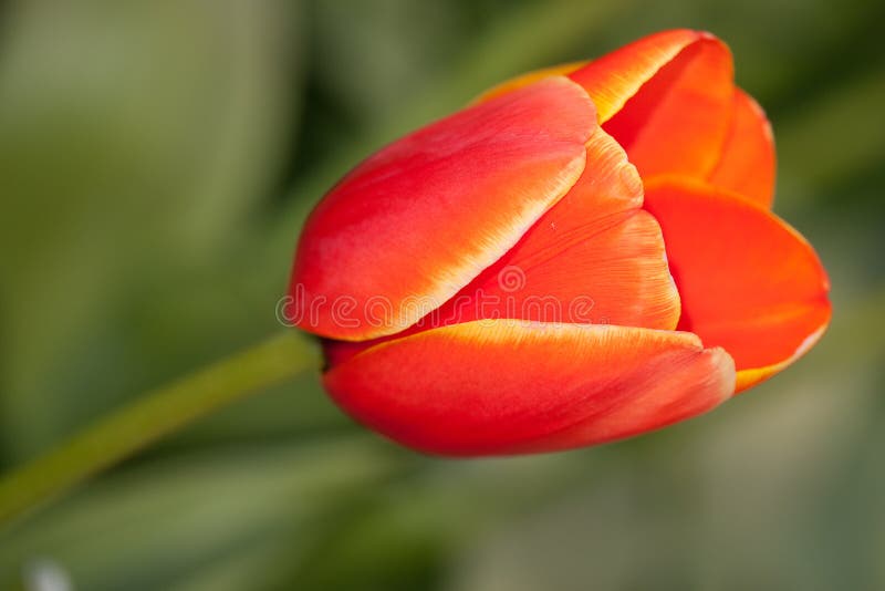 Tulip Flower of Oriental Splendor Variety Stock Image - Image of spring ...