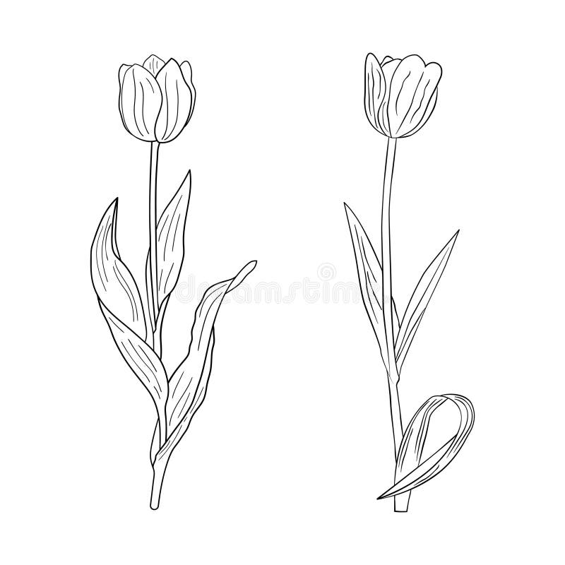Tulip Flower Plant Hand Drawn Sketch Line Art Vector Stock Vector ...