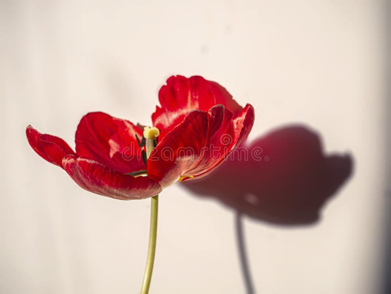 Tulip Flower in Red. Semi Transparent Shadow Behind Stock Image - Image ...