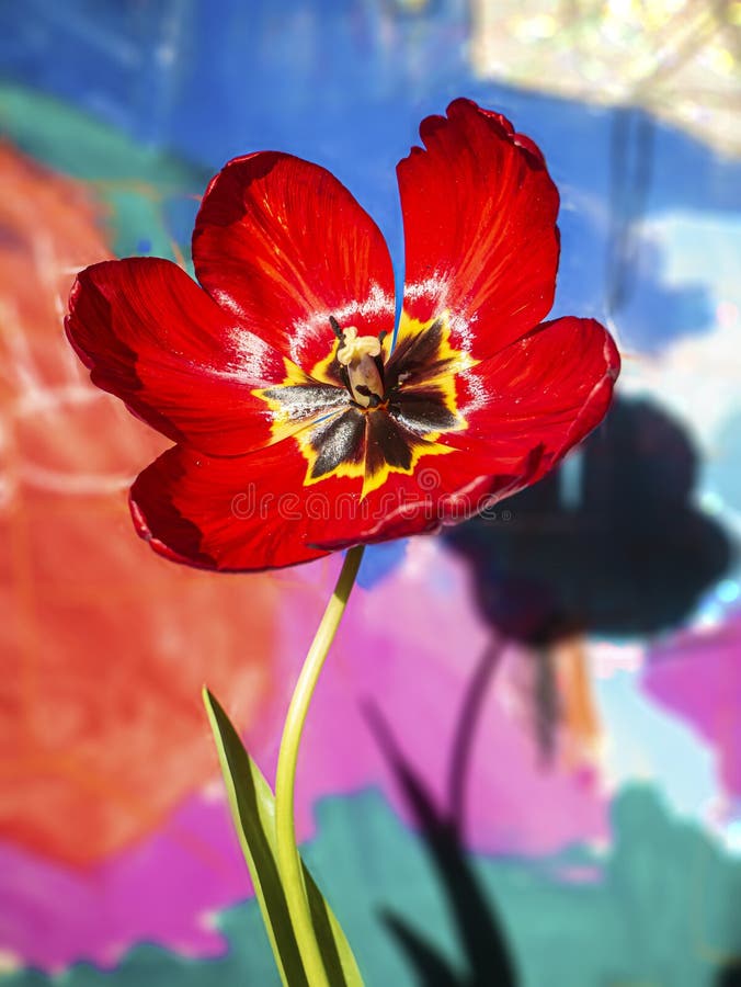 Tulip Flower in Red. Semi Transparent Shadow Behind Stock Photo - Image ...