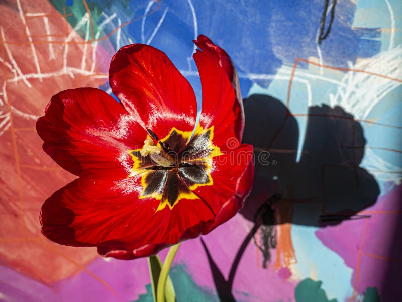 Tulip Flower in Red. Semi Transparent Shadow Behind Stock Image - Image ...