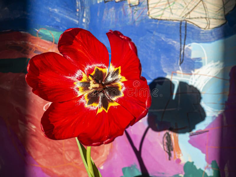 Tulip Flower in Red. Semi Transparent Shadow Behind Stock Photo - Image ...