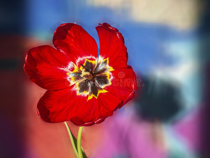 Tulip Flower in Red. Semi Transparent Shadow Behind Stock Photo - Image ...