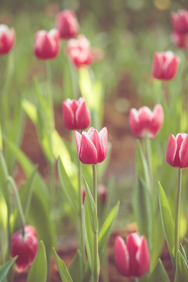Tulip Flower Spring Blossom in Garden Stock Image - Image of flower ...