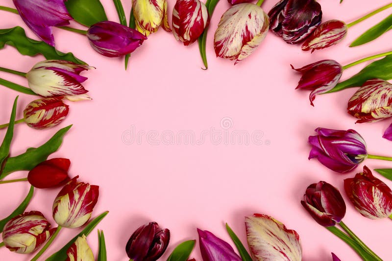 Tulip Flower Spring Frame on Pink Background Stock Photo - Image of ...