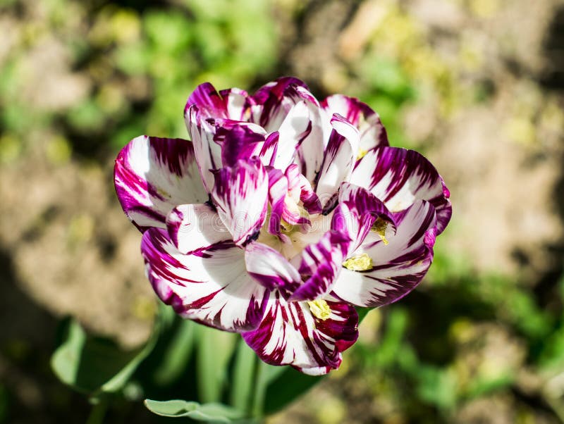 Tulip Flower in Spring Romania Stock Image - Image of romania, tulip ...