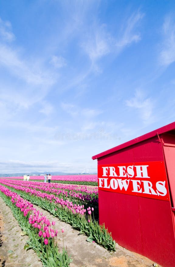 Tulip Flower Stand stock photo. Image of blue, burgundy - 2289128