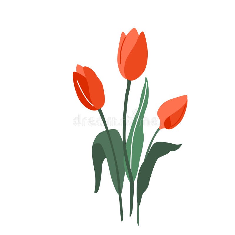 Tulip Flower Vector Illustration Isolated on White Background in Modern ...