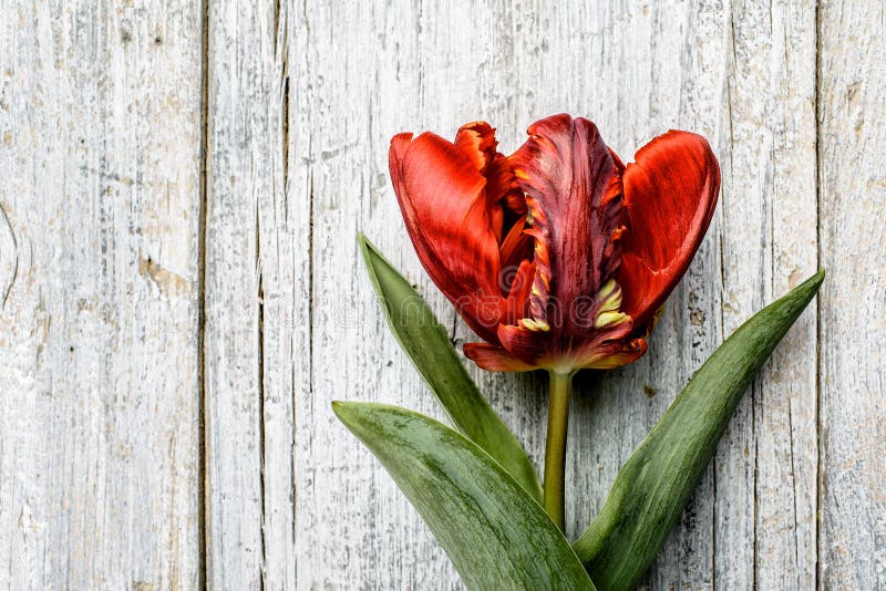 Tulip Flower stock photo. Image of flower, studio, wooden - 147262538