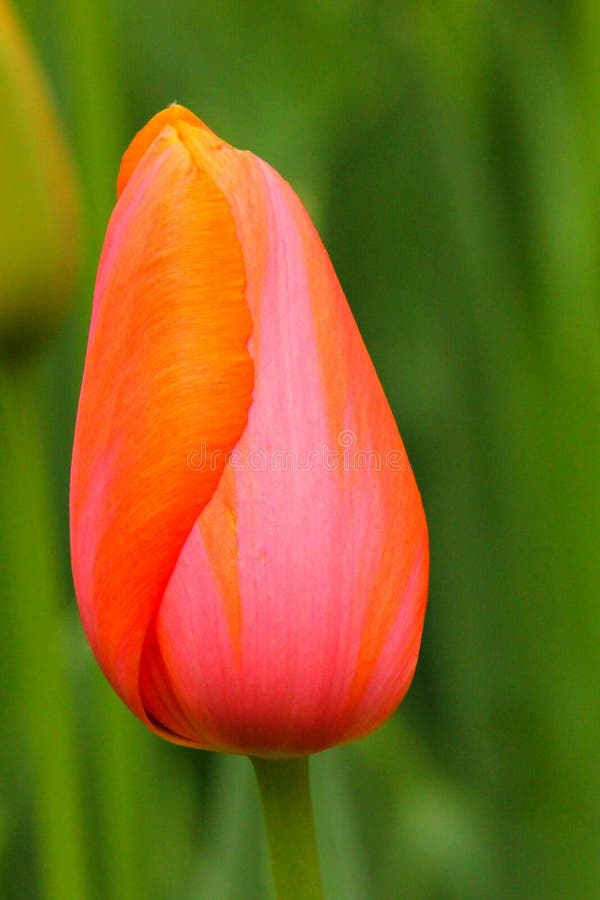 Single Tulip Flower Close View Stock Image - Image of copy, formal ...