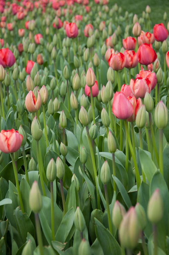 905 Ottoman Tulip Flower Stock Photos - Free & Royalty-Free Stock ...