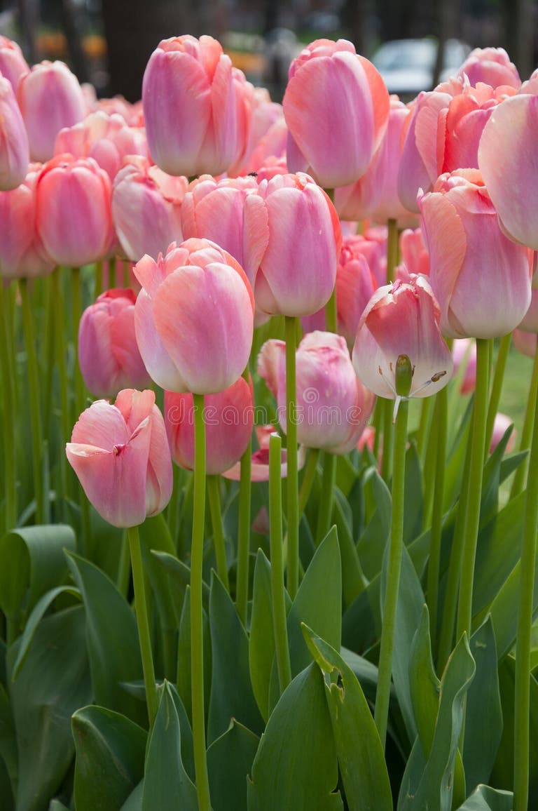 899 Ottoman Tulip Flower Stock Photos - Free & Royalty-Free Stock ...