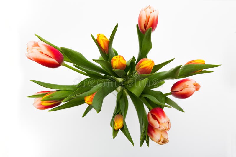 Tulip flowers from above stock image. Image of orange - 69378283