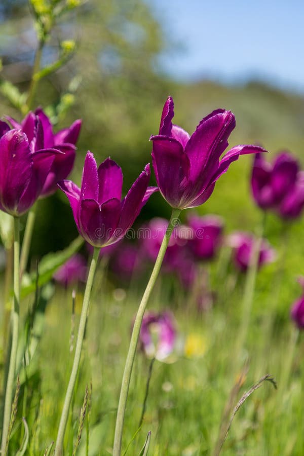 Tulip Flowers stock photo. Image of floral, color, macro - 94809112