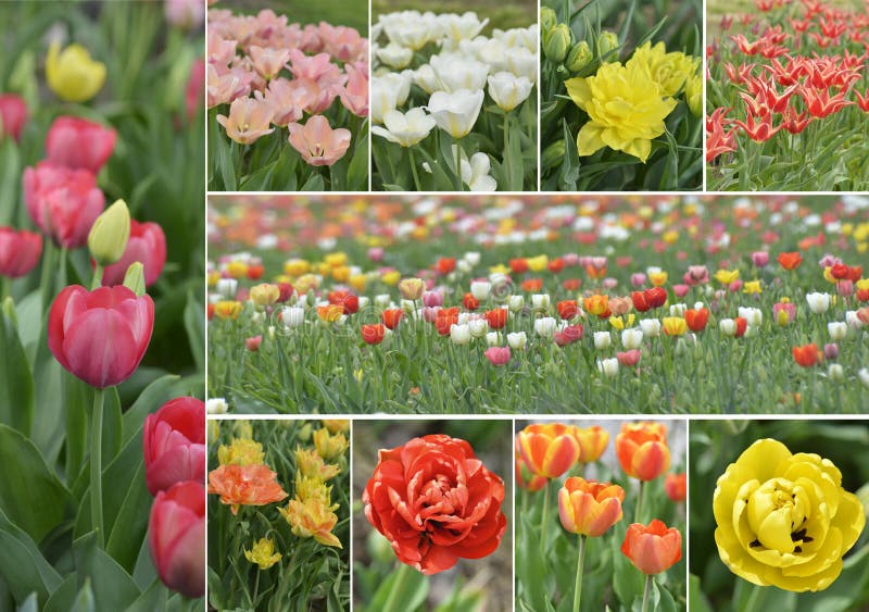 Tulip Flowers Collection stock image. Image of tulip - 31545491