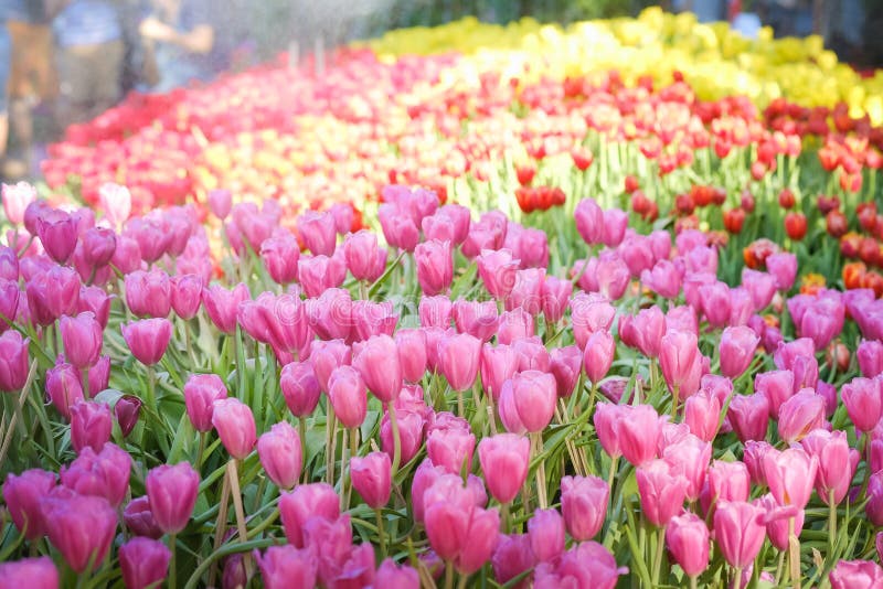 Tulip flowers stock image. Image of season, flora, scene - 101696979