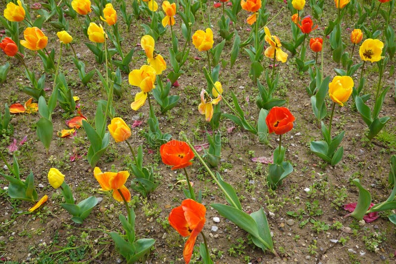 Tulip Flowers Decay, Tulip Flowers Dying in Tulip Field Stock Photo ...