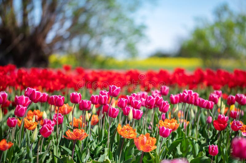 Tulip Flowers Field in Spring Blue Sky Stock Photo - Image of bloom ...