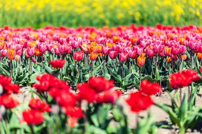 Tulip Flowers Field in Spring. Stock Photo - Image of care, rural ...