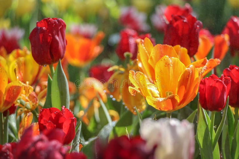 Tulip Flowers Field with Sprinkle Stock Photo - Image of decorate ...