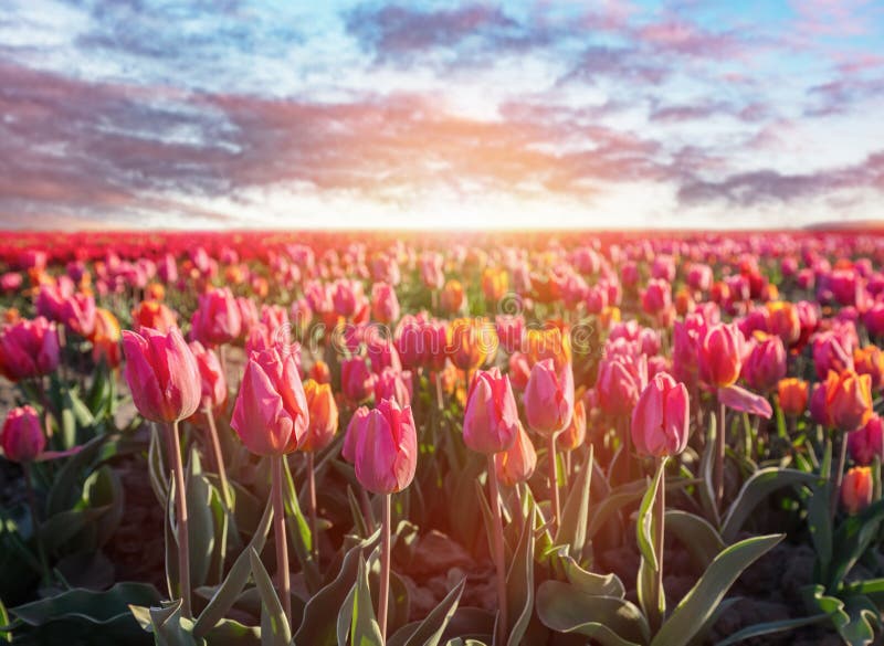 Tulip Flowers Field at Sunset in Spring Stock Photo - Image of ...
