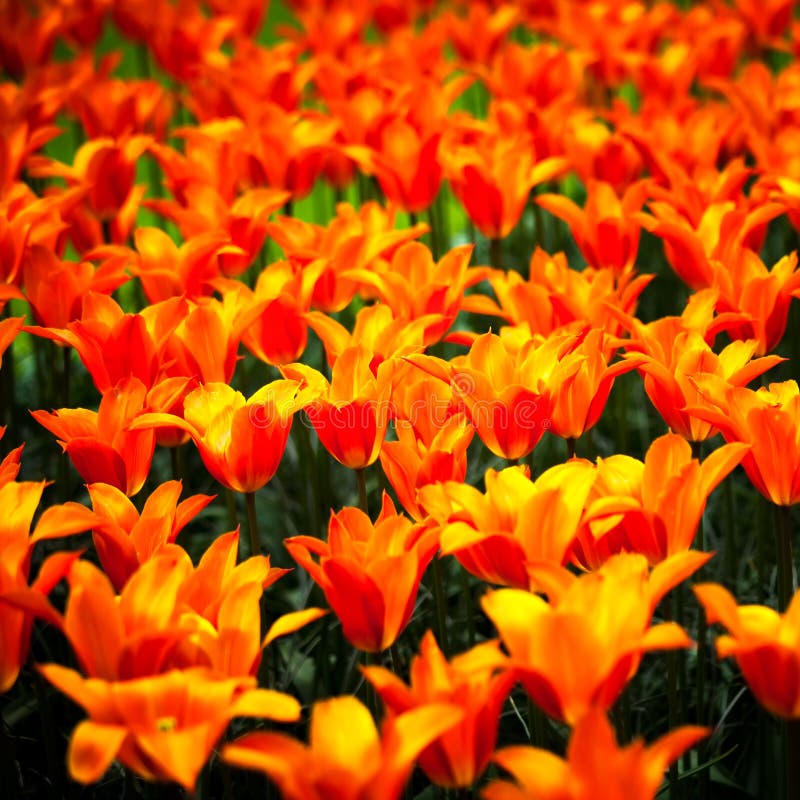 Tulip Flowers Garden in Spring Background or Pattern Stock Image ...