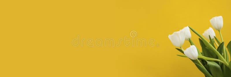 Tulip flowers. Header. stock photo. Image of beautiful - 112395150