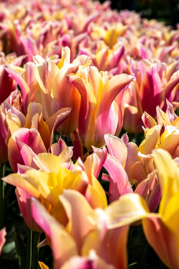 Tulip Flowers in Spring stock photo. Image of tulip - 384771320