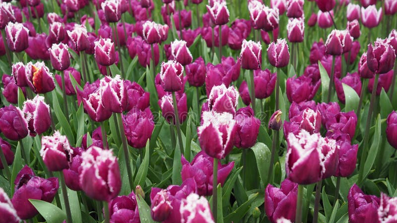 Tulip Flowers in Purple and White Color Stock Photo - Image of color ...