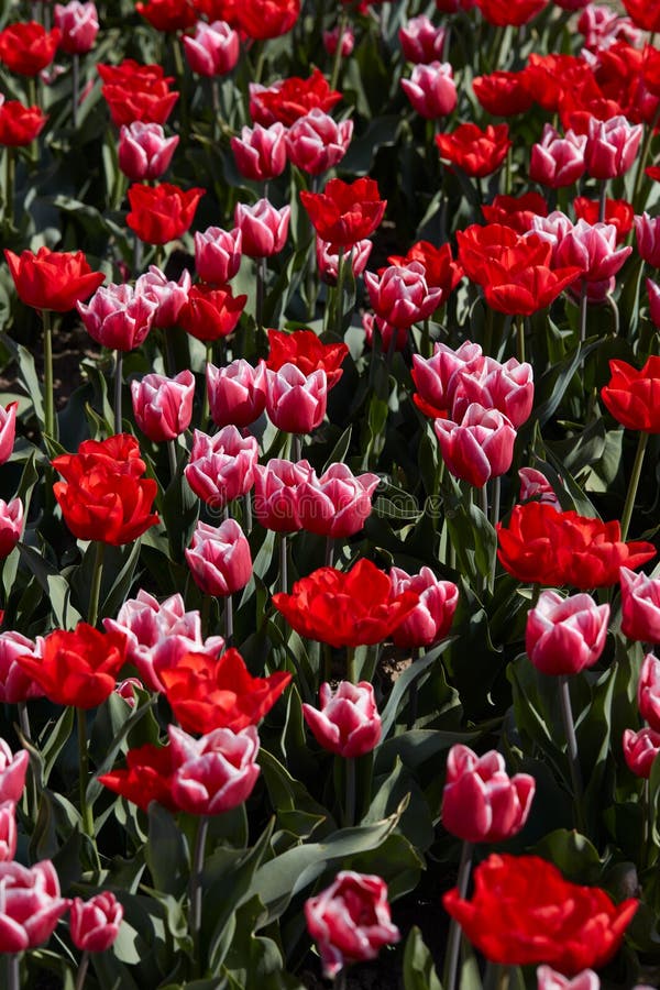 Tulip Flowers in Red and Pink with White Border Colors Texture ...