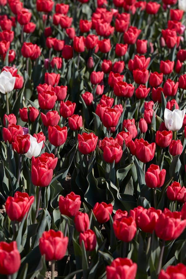 Tulip Flowers in Red with Some White Colors Texture Backgrond in Spring ...