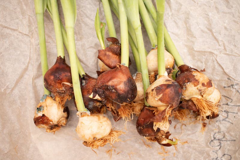 Tulip Flowers with Root Bulbs on Craft Paper Stock Photo - Image of ...