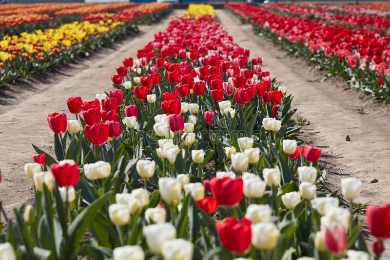 Tulip Flowers Rows and Field in Spring Sunlight Stock Image - Image of ...