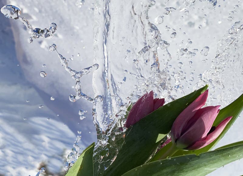Tulip Flowers on Snow Background with Water Splash Stock Photo - Image ...