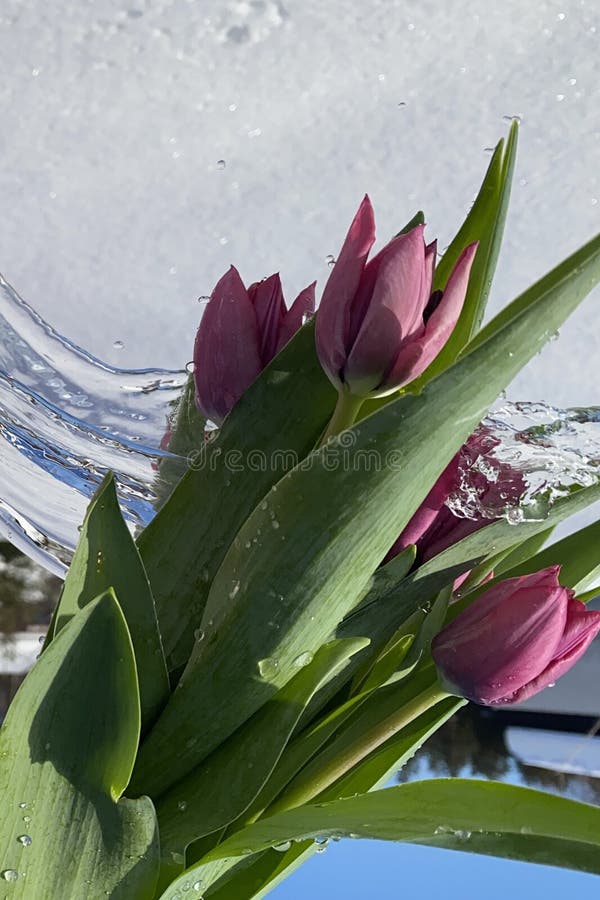 Tulip Flowers on Snow Background with Water Splash Stock Photo - Image ...