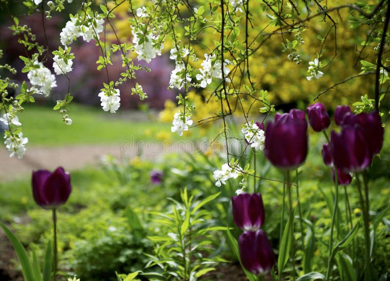 Tulip Flowers in Spring Color. Stock Image - Image of nature ...