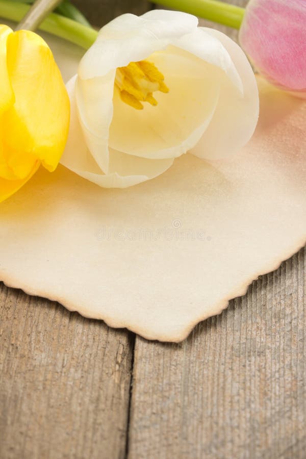 Tulip flowers on wood stock photo. Image of note, magnificent - 35448252