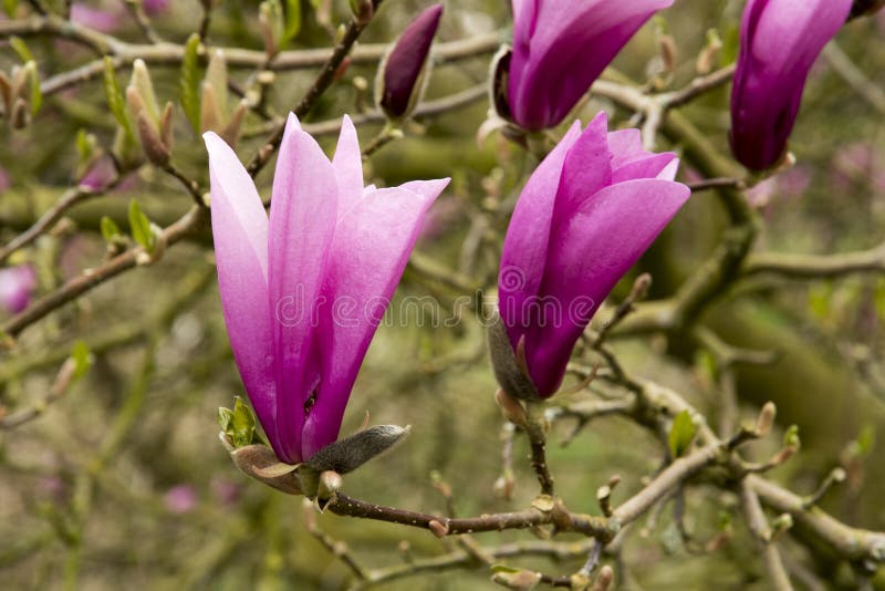Ann Magnolia Tree Stock Photos - Free & Royalty-Free Stock Photos from ...