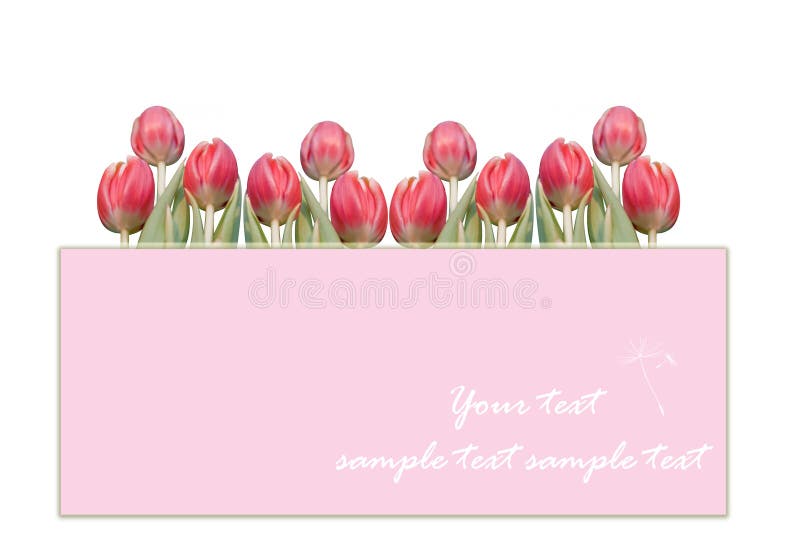 Tulip frame stock illustration. Illustration of background - 10239234