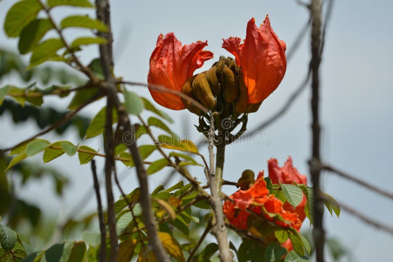 Tulip Fruit flower stock image. Image of flame, plant - 181928633