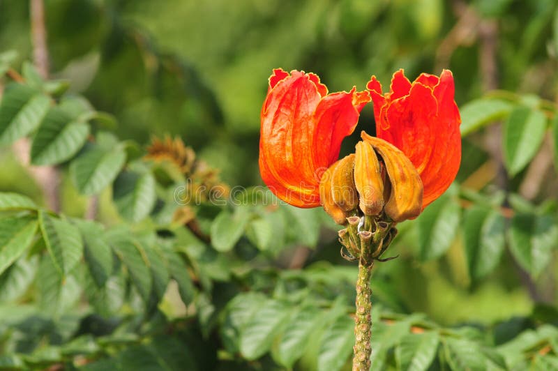 Tulip Fruit flower stock image. Image of tulip, nandi - 46262101