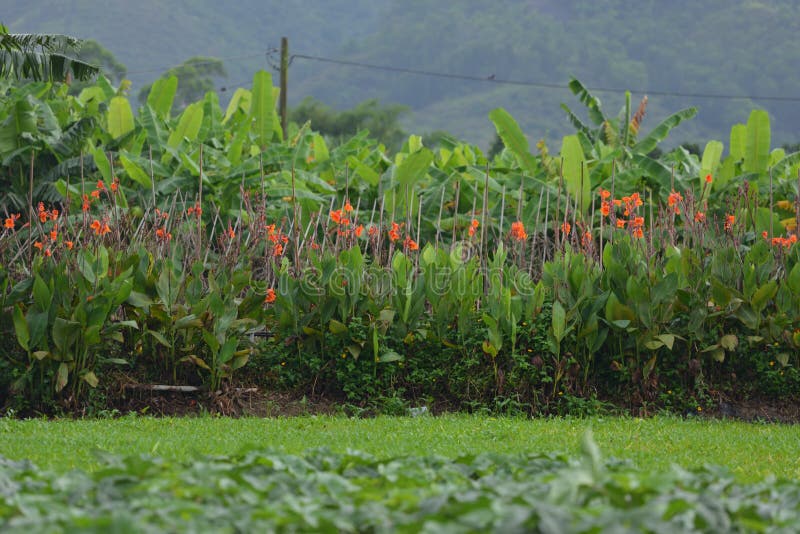 Tulip Fruit flower farming stock image. Image of campanulata - 184754503