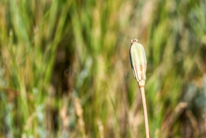 Tulip Fruit Growing in Field Stock Image - Image of orchard, budflower ...