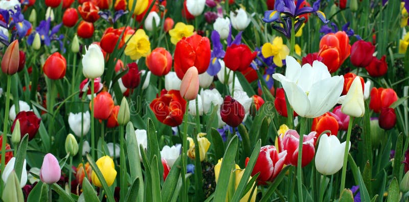 Tulip Garden stock image. Image of blossoming, deco, park - 11909793