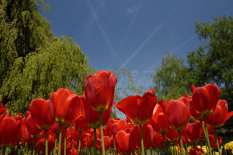 Tulip Garden Picture. Image: 5419546